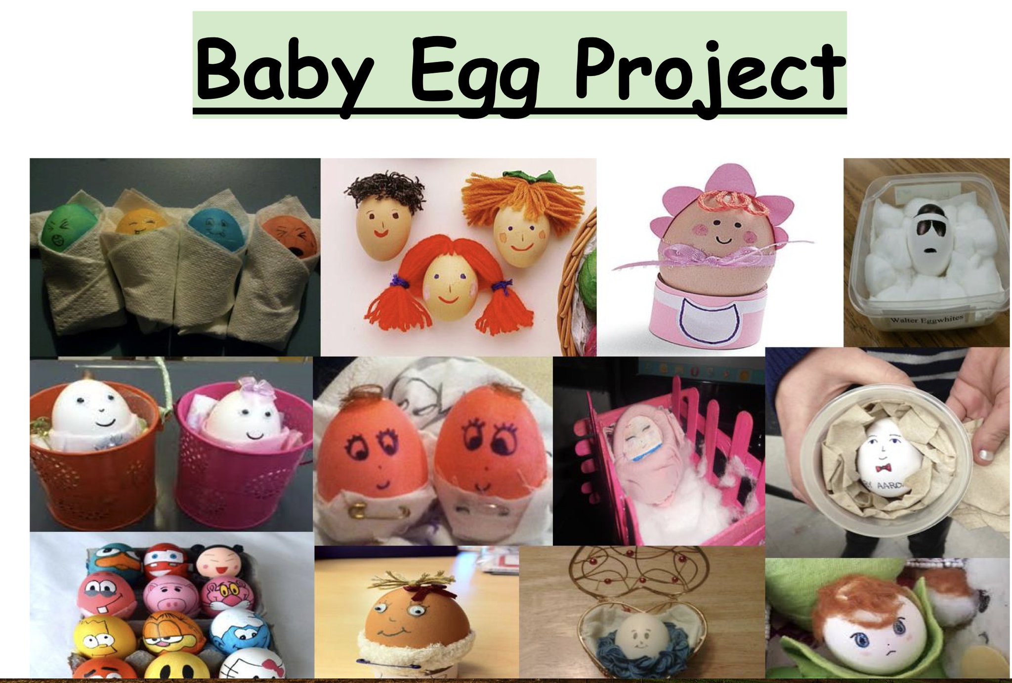 Egg Baby Project Pictures