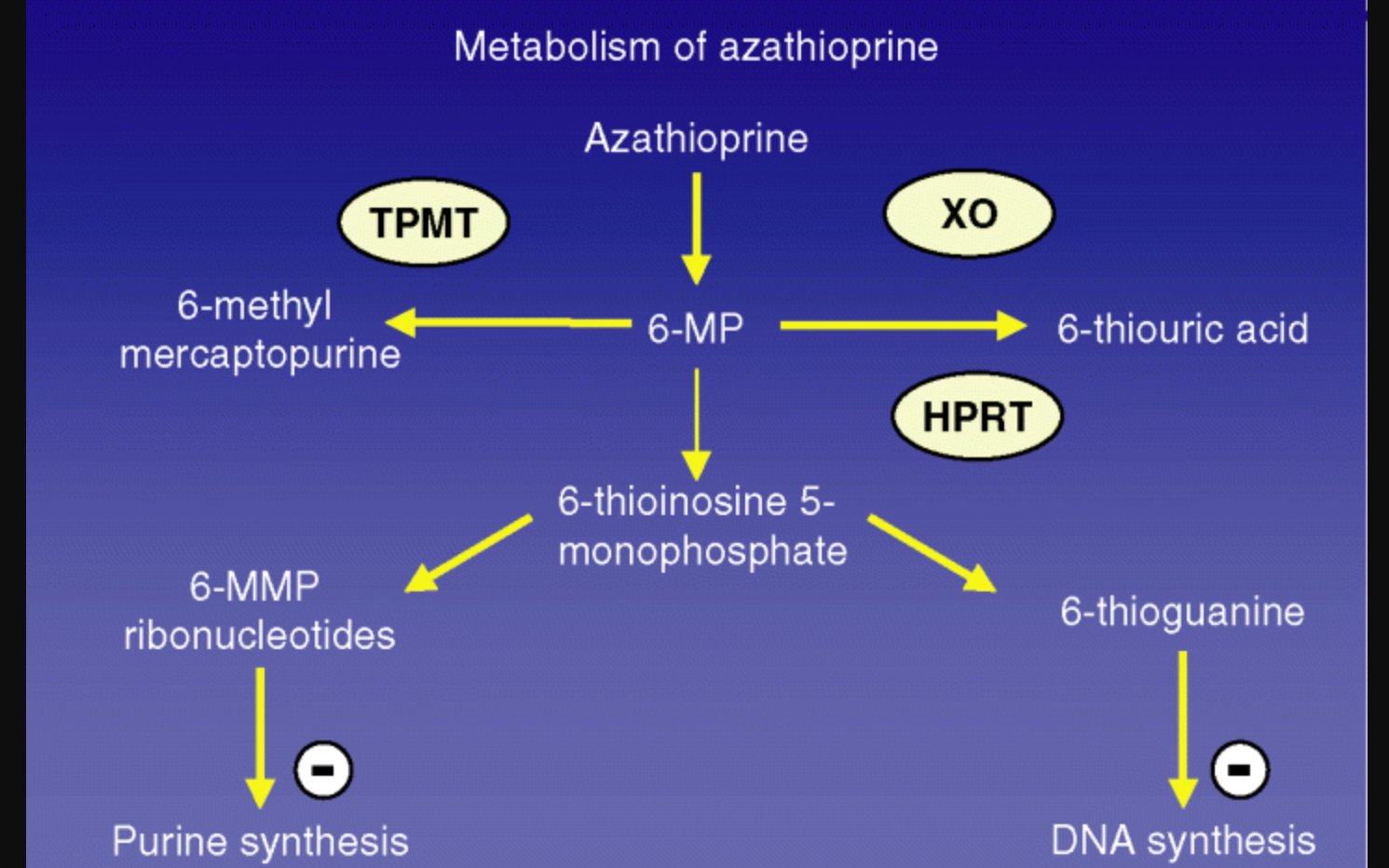 Azathioprine Mechanism Of Action