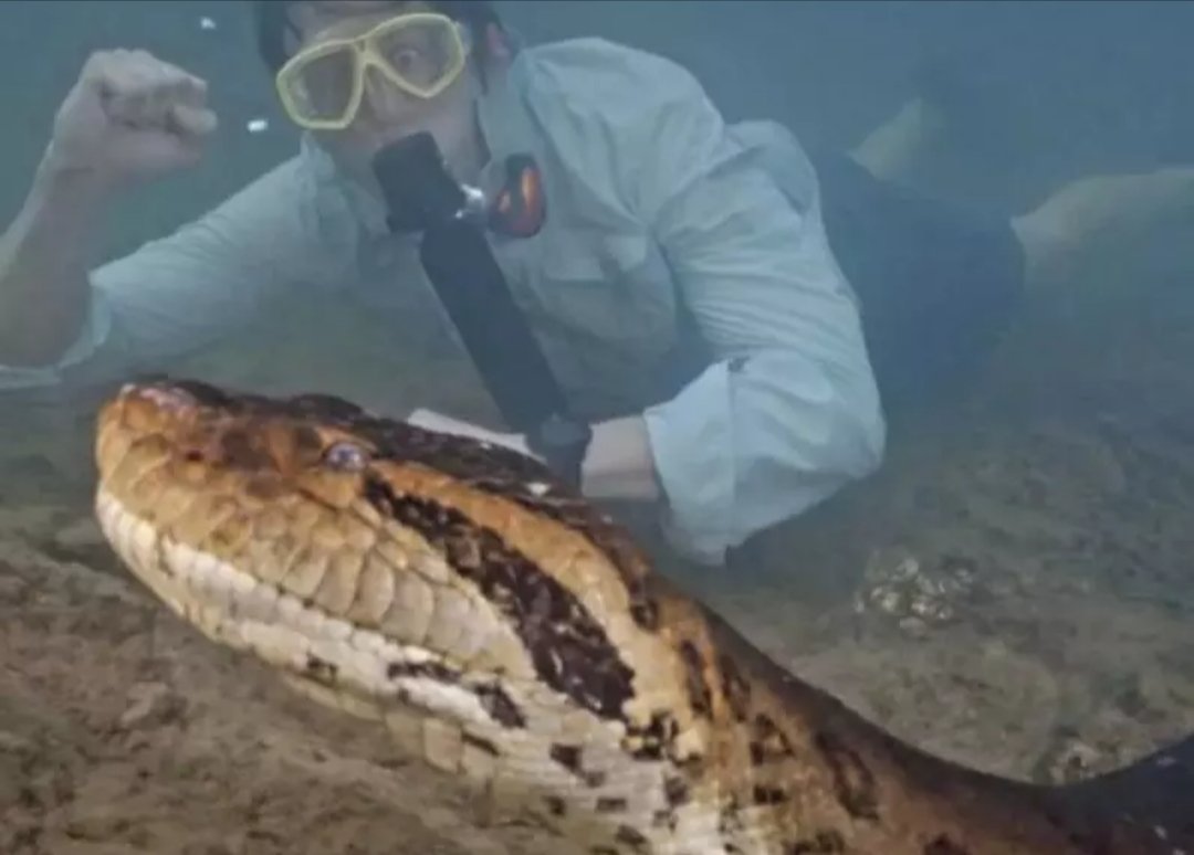 Giant Anaconda In Amazon River Anaconda Photos, Underwater Pictures Of