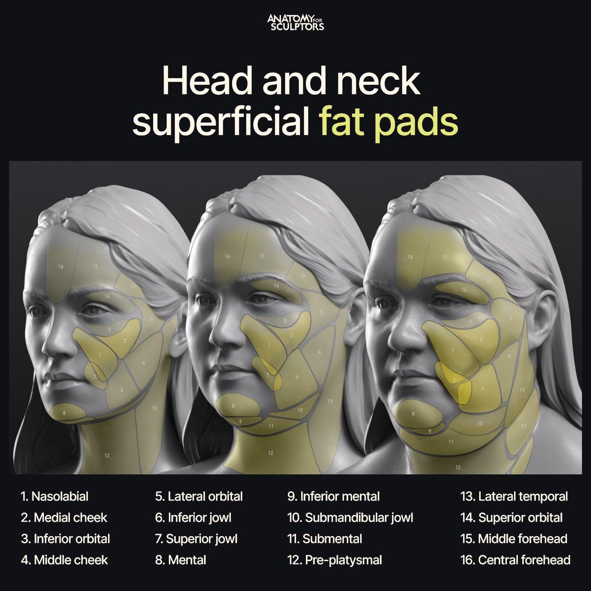 Fat Anatomy Face Factory Sale | varsana.com