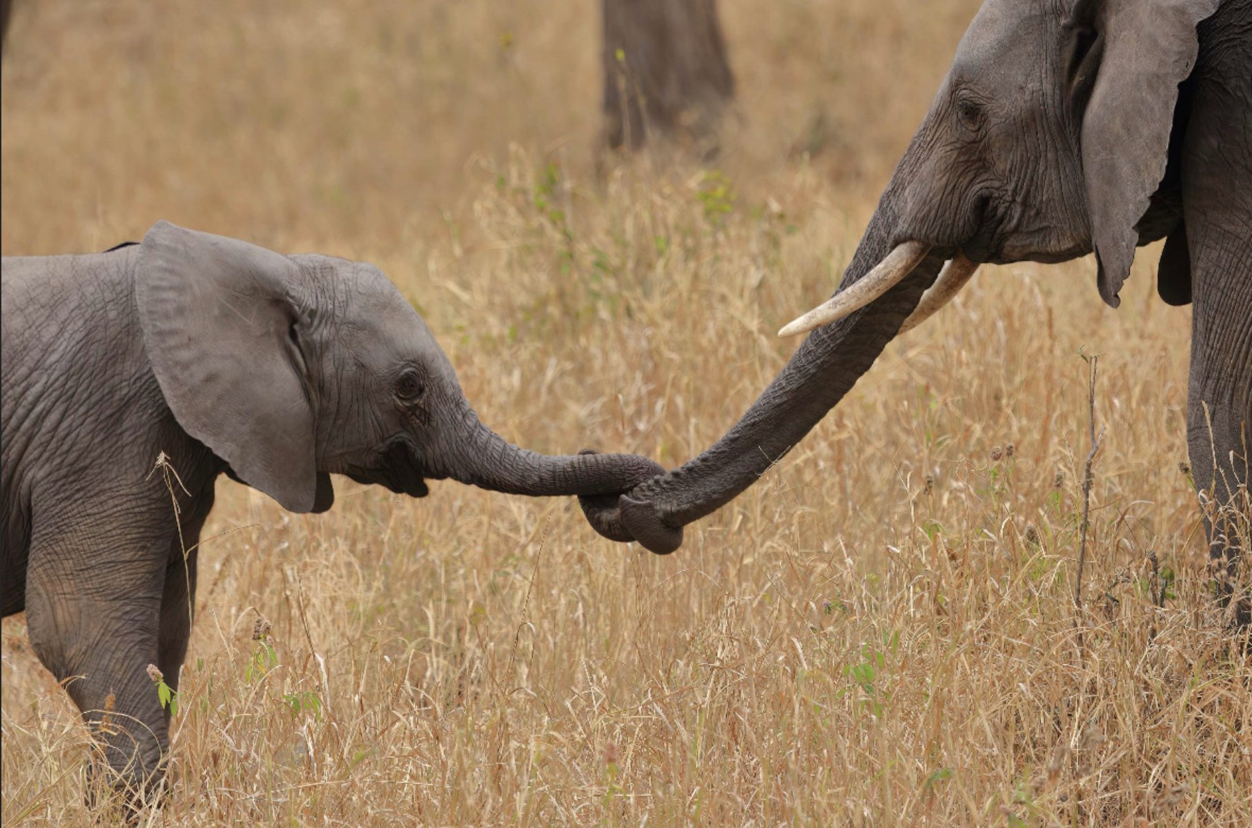 Mother And Baby Elephant Holding Trunks