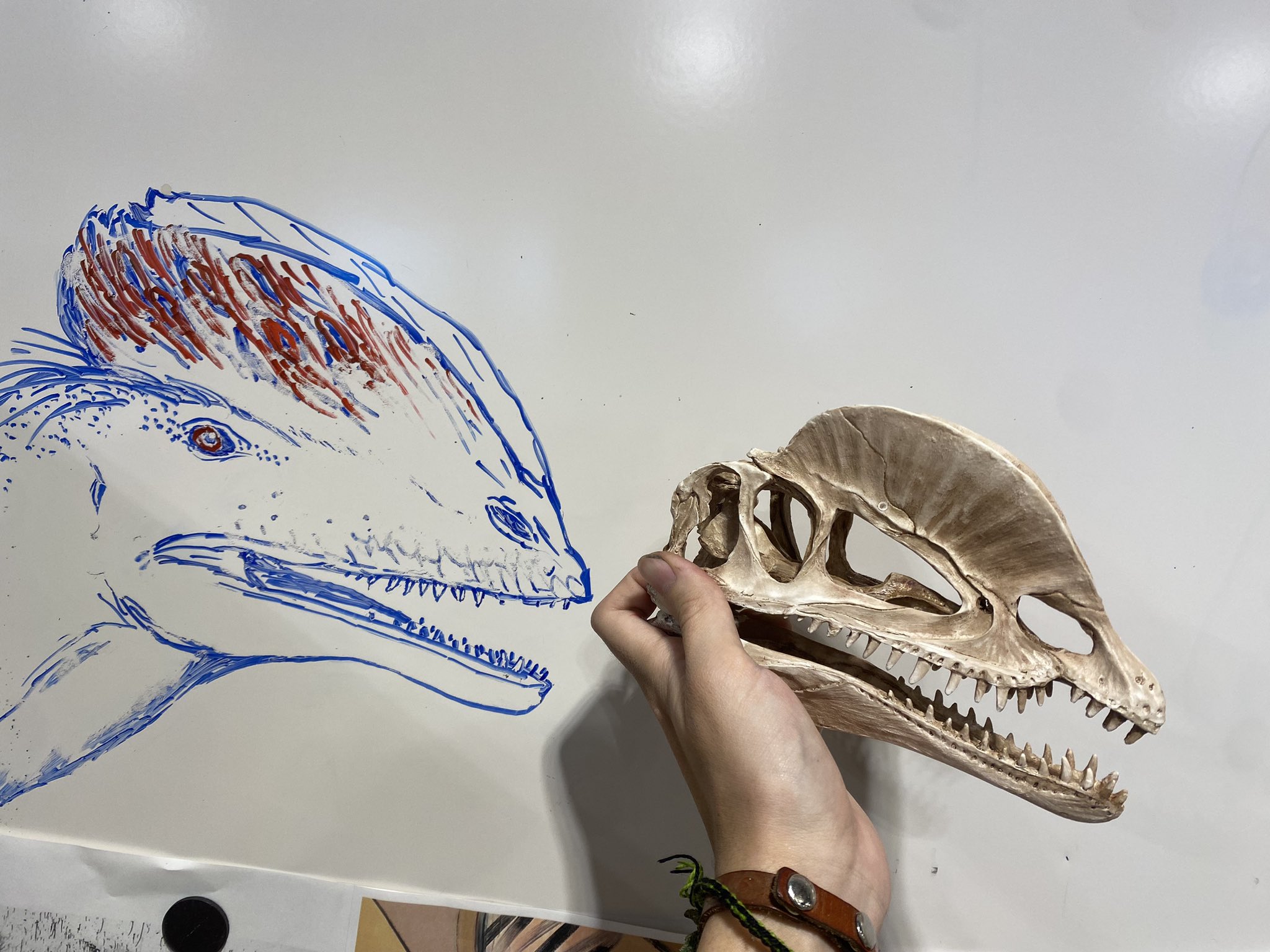 Dilophosaurus Skeleton Sinosaurus Wikipedia