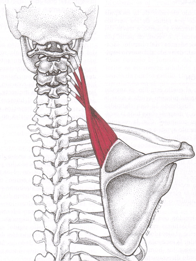 Msculo Elevador De La Escapula Cuerpo Humano Escapula Anatomia Y