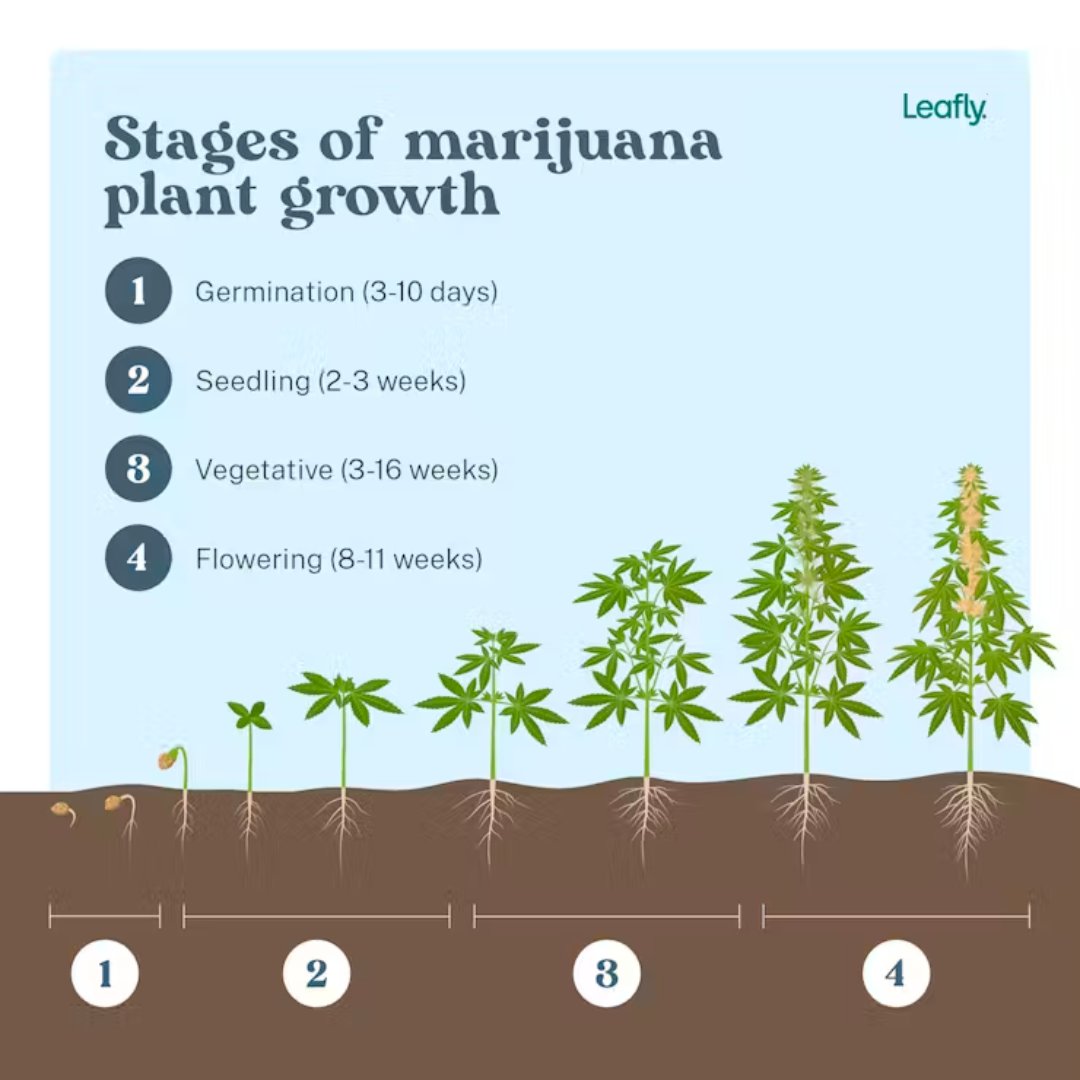 Marijuana Growth Chart