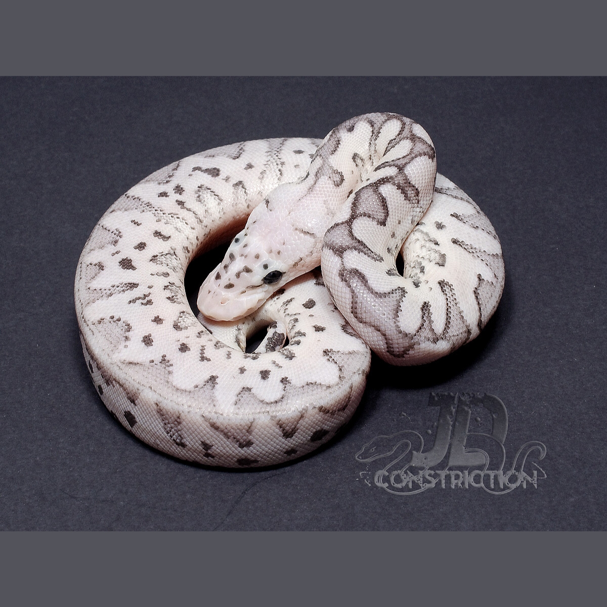 Pastel Axanthic Ball Python