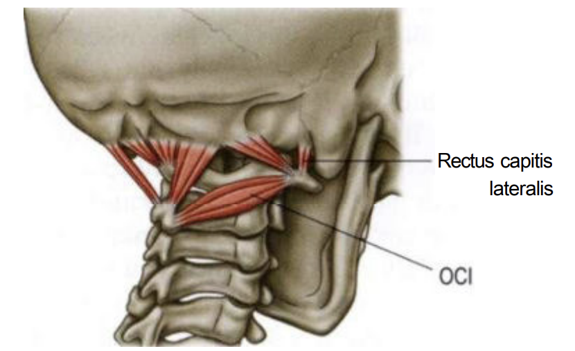 Thread By @spheno_xiphoid - The obliquus capitis inferior...