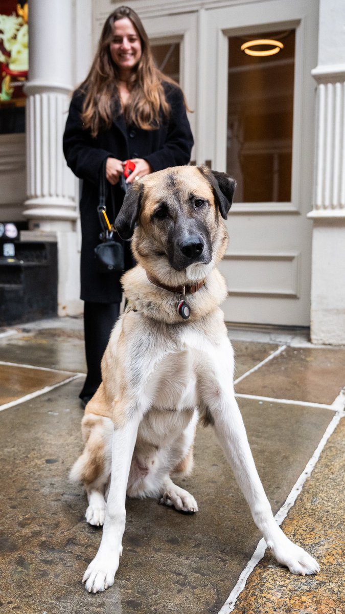 Anatolian Shepherd German Shepherd Mix Anatolian Shepherds — Hills