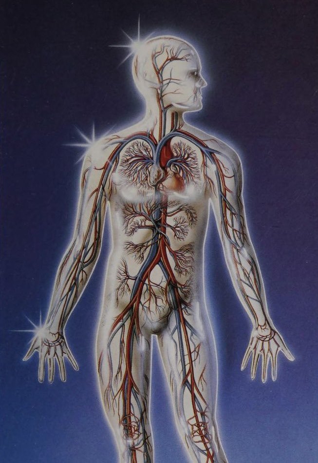 The central life force of the human body is the heart: Without it, all ...