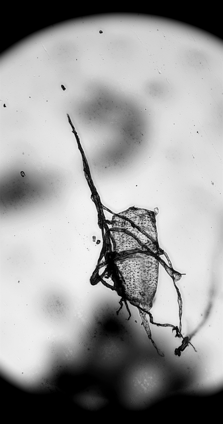 A microscope for fun - MicrobeHunter.com Microscopy Forum