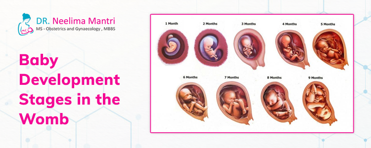 Stages Of Pregnancy From Conception To Birth