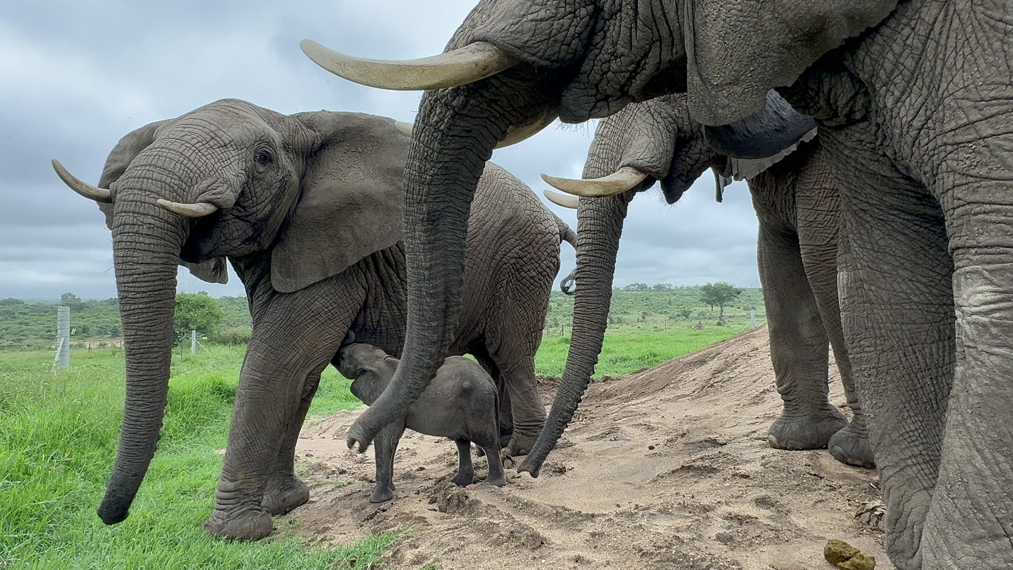 Two Elephants Walking Touching Video Two Elephants Kenya Engaging