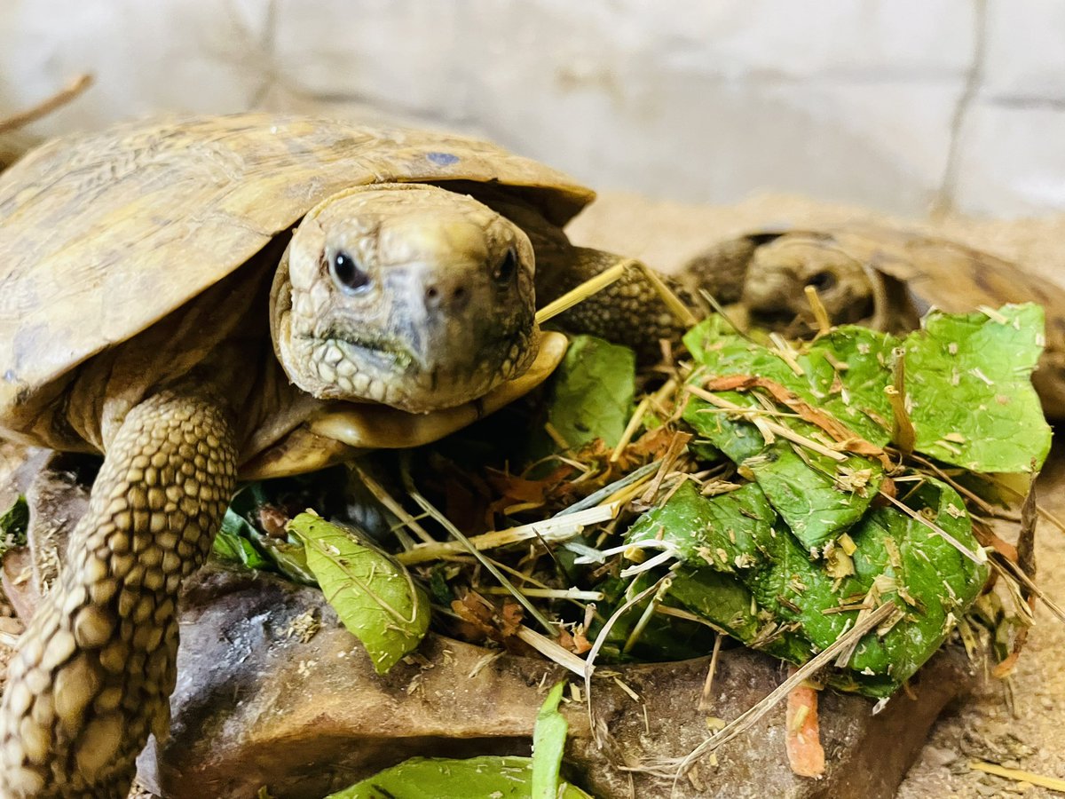 Recruitment firm opens new HQ - Talking Tortoise