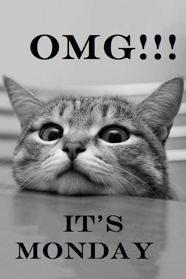 Happy Monday Memes Funny Cats