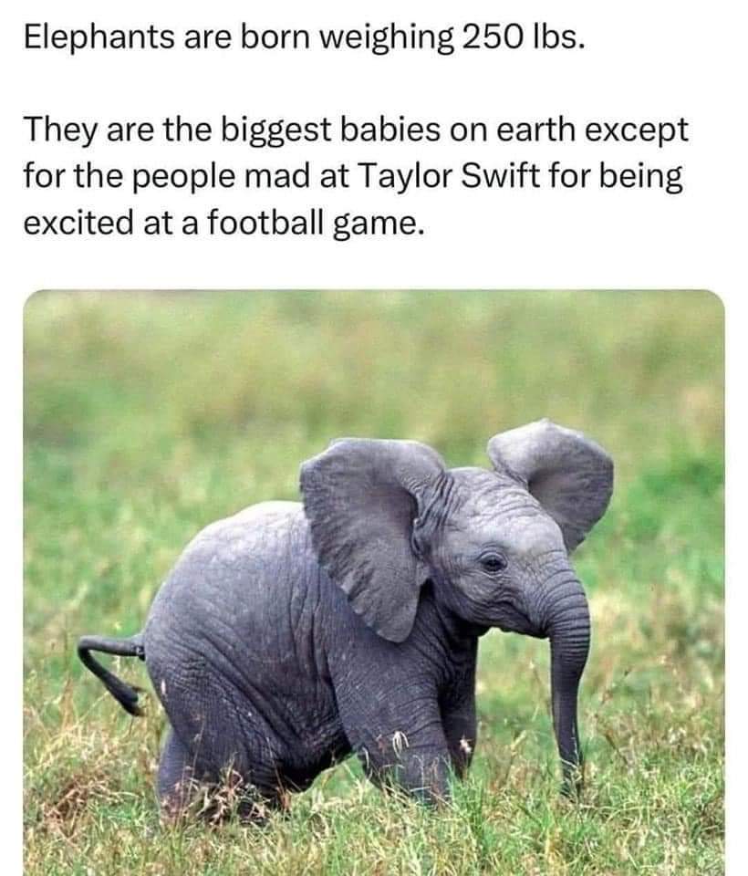 Newborn Elephant Weight Elephants Are The Largest Land Animals Today.