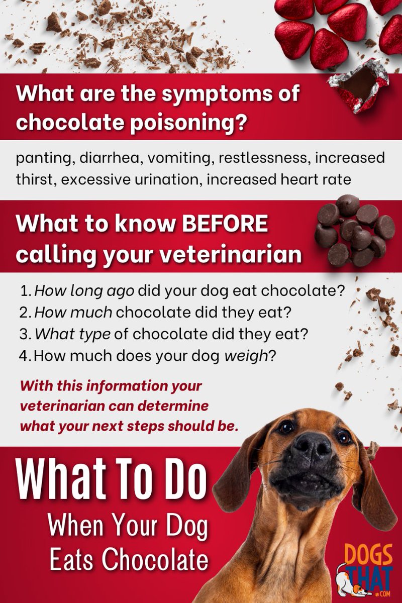 What Are The Signs Of Chocolate Poisoning In Dogs