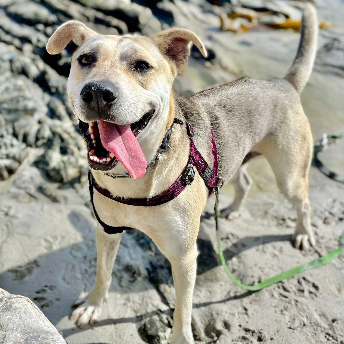 Rhodesian Ridgeback Husky Mix My Ridgeback/lab Mix : R/ridgebacks