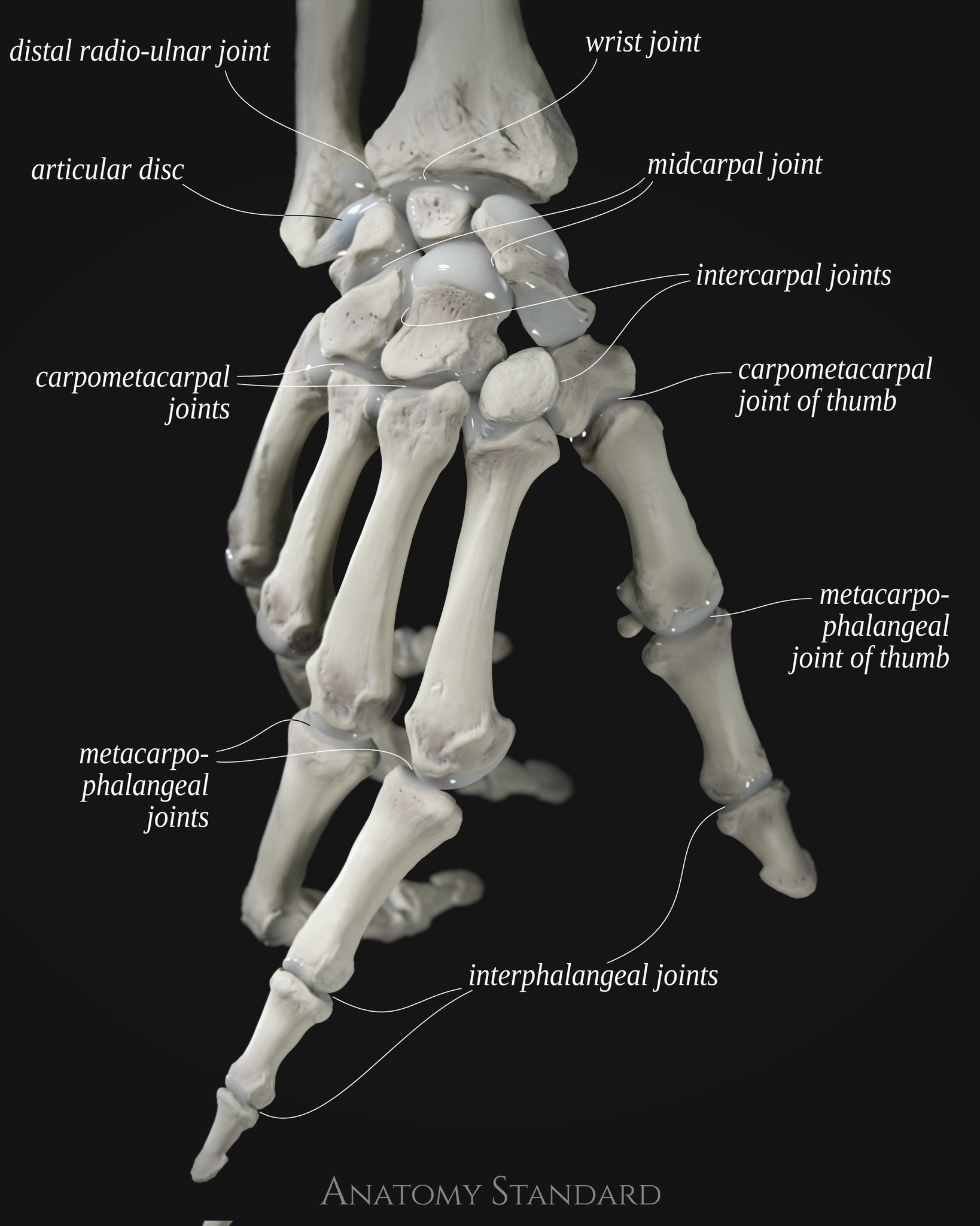 Thumb Joints Anatomy Diagram
