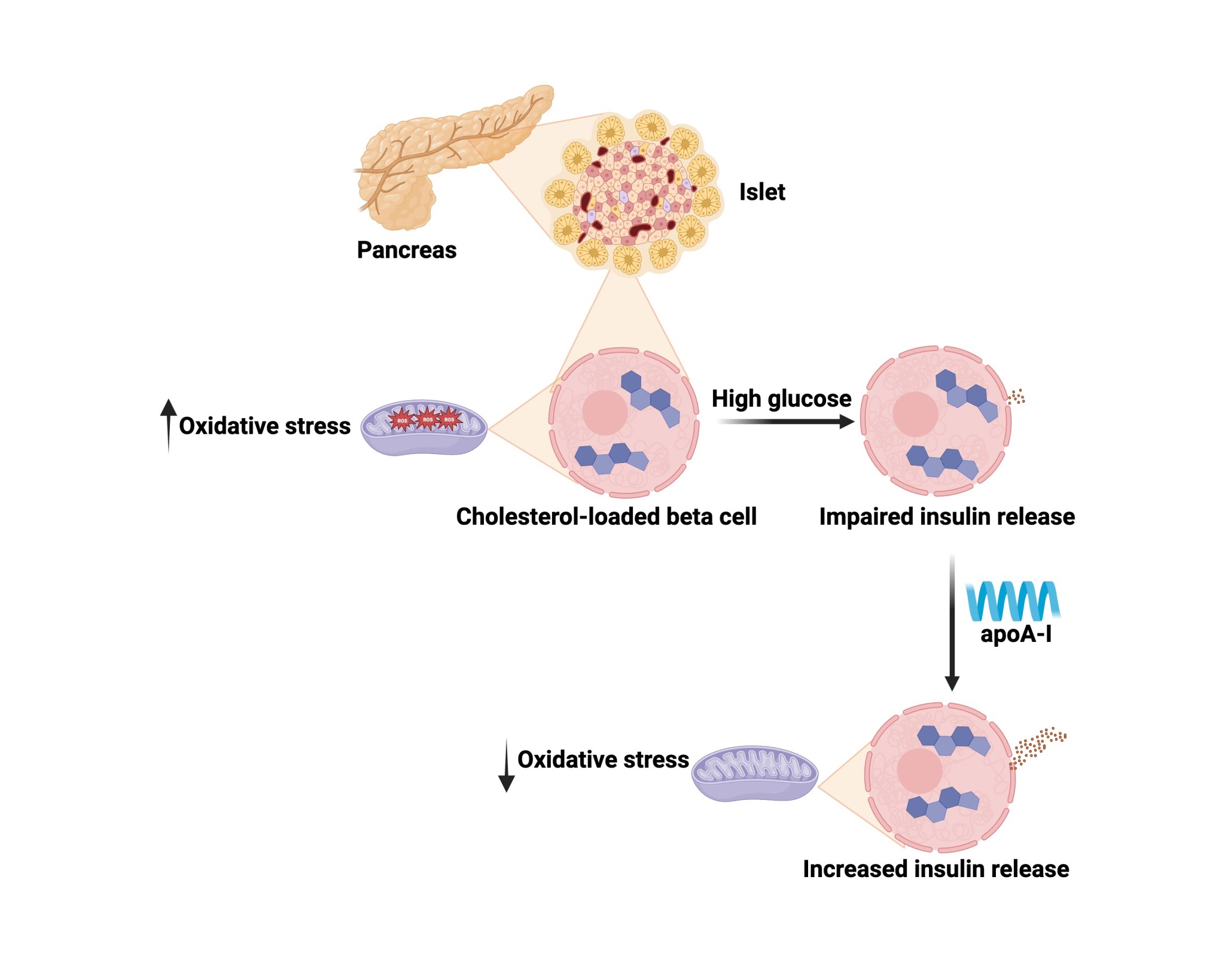 Beta Cells Insulin