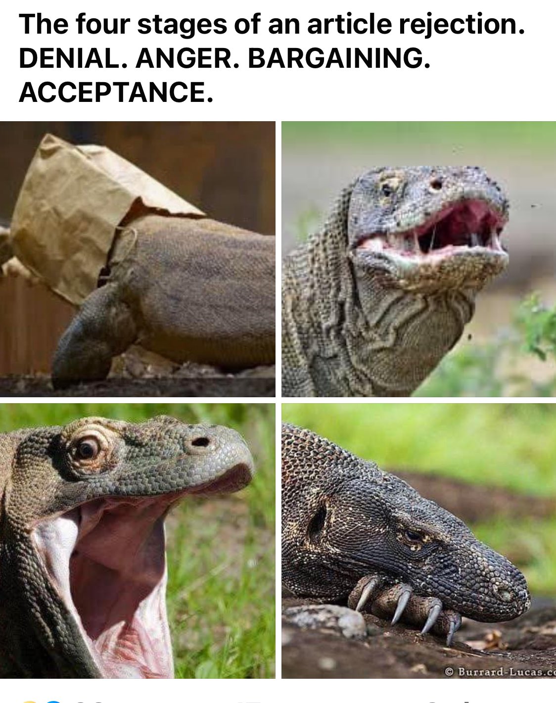Memes De Reptiles
