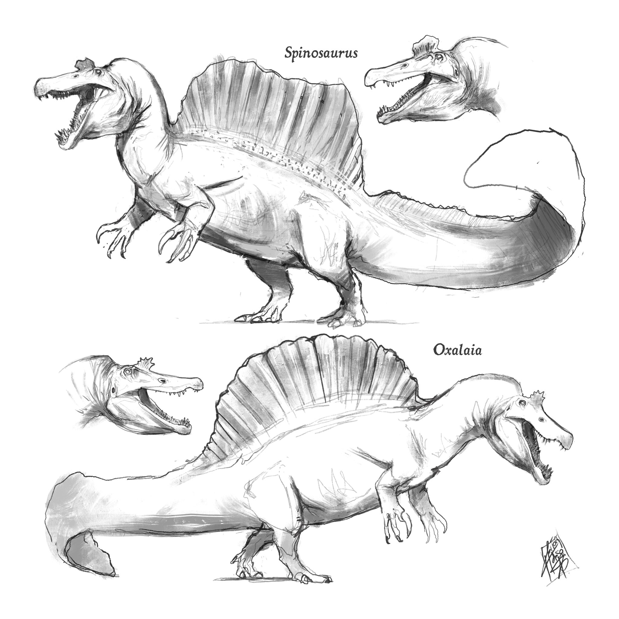 Oxalaia Vs. Spinosaurus Spinosaurus Oxalaia Giganotosaurus Suchomimus