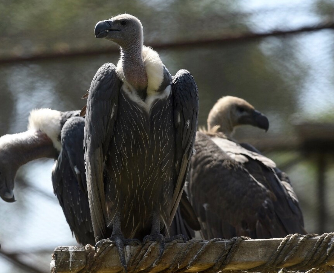 Birds and their spiritual meaning : a thread - Thread from she who is ...