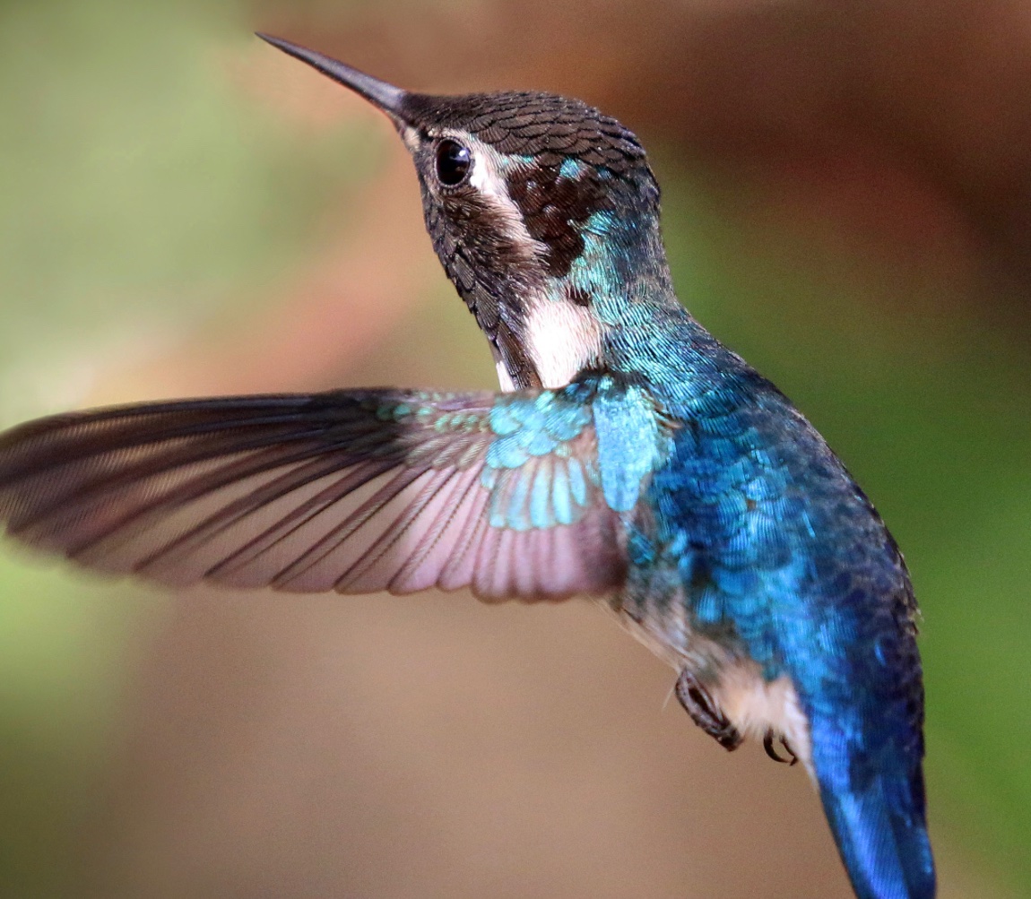 Birds and their spiritual meaning : a thread - Thread from she who is ...