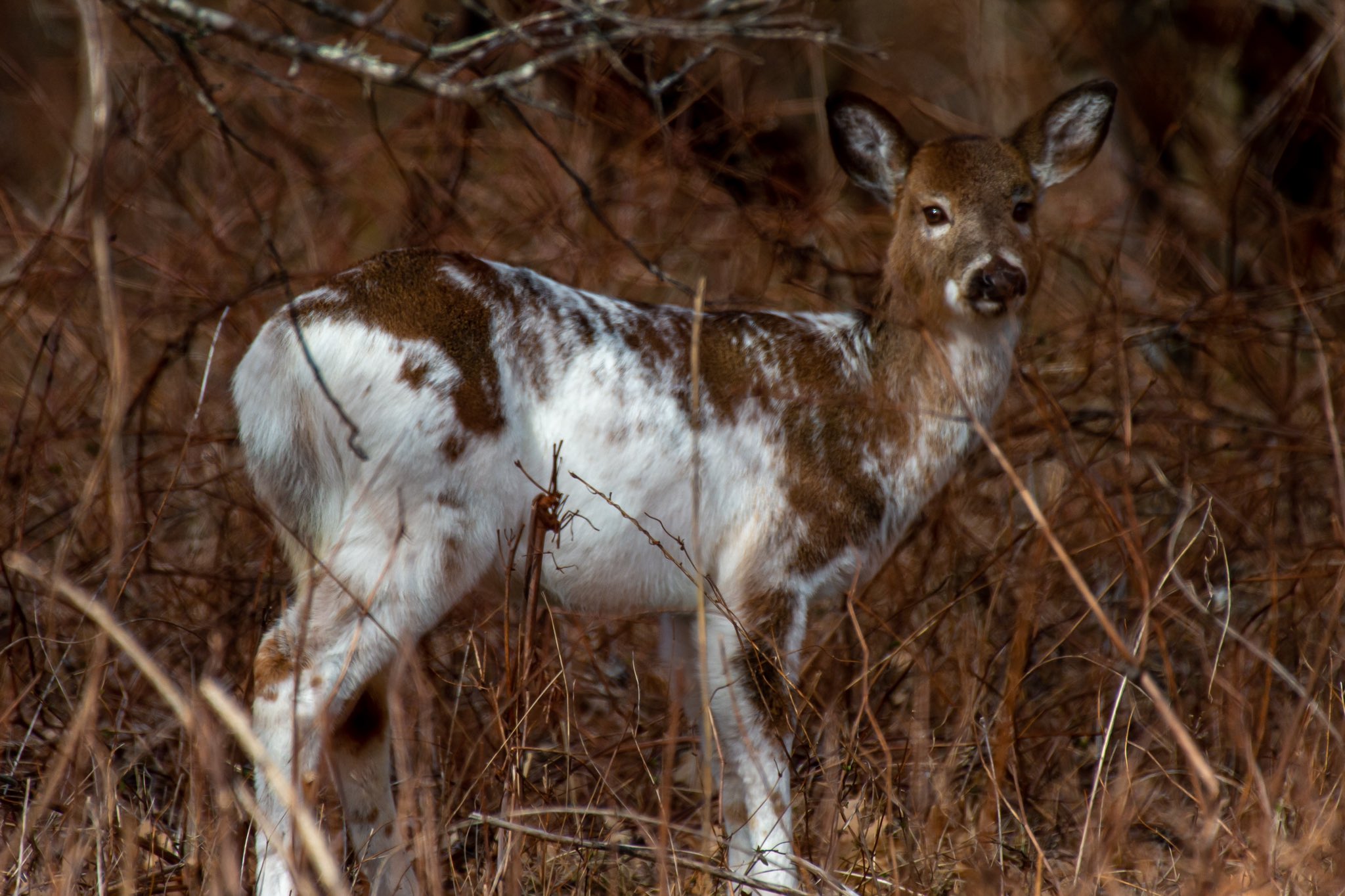 Half Albino Deer White Deer: Understanding A Common Animal Of Uncommon