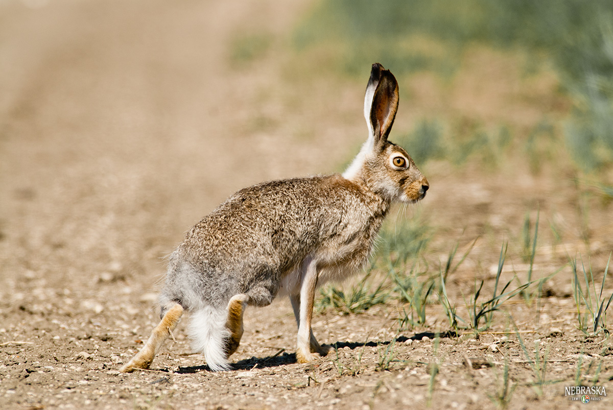 Jack Rabbit Running