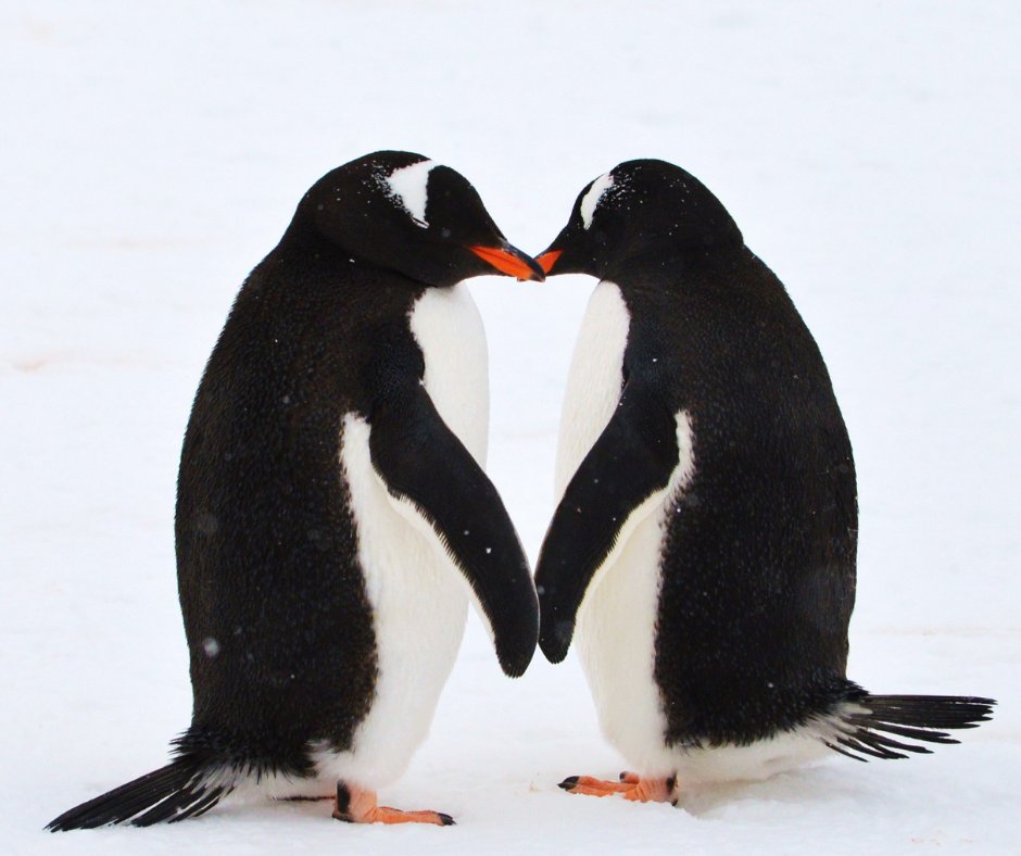Two Penguins Hugging