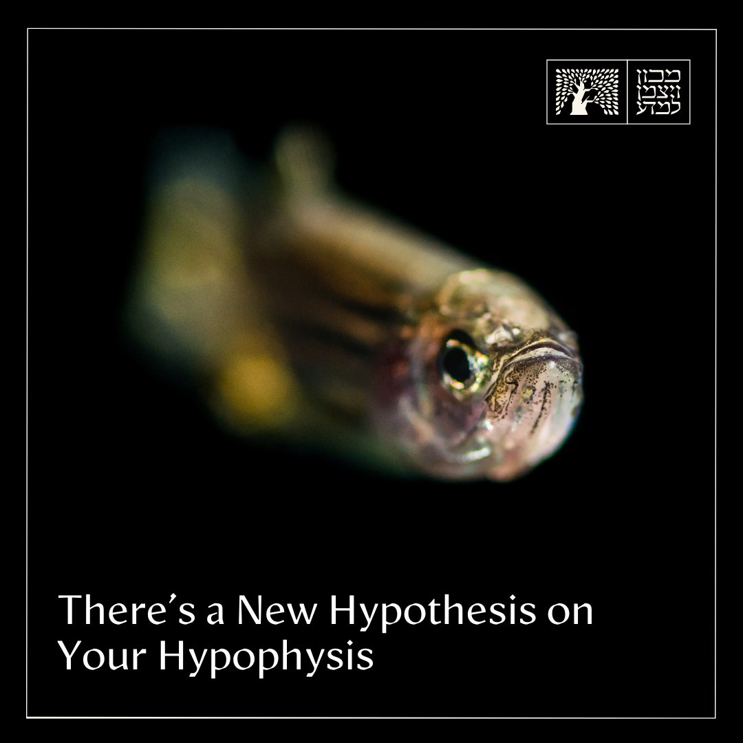 Hypothesis For A Light