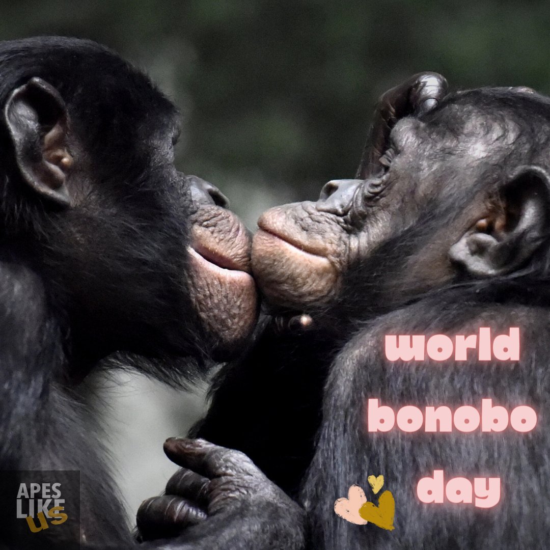 Bonobos Kissing Study: Great Apes Use 'Hello' And 'Goodbye' Signals To