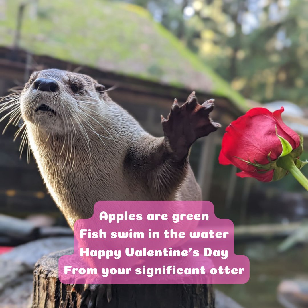 Happy Otter Memes