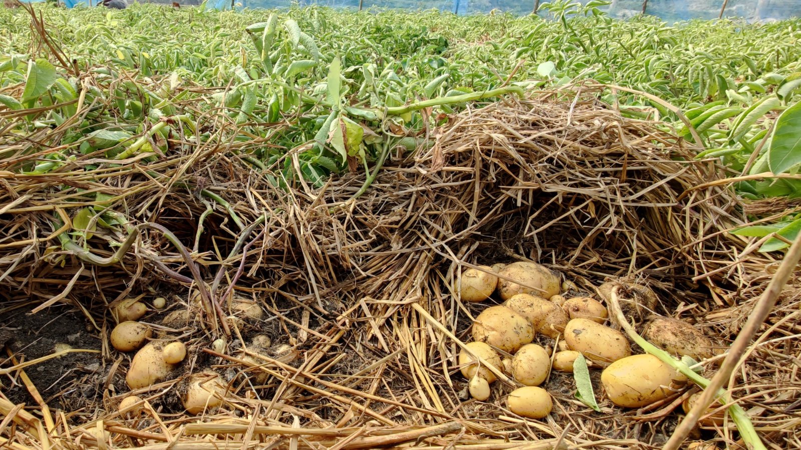 Projects With Potato Water Sprouting Sweet Potato Preschool Science