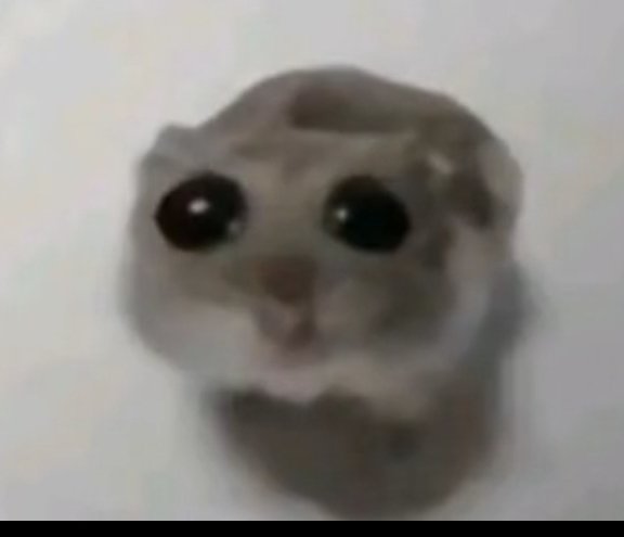 Hamster Hipster Memes