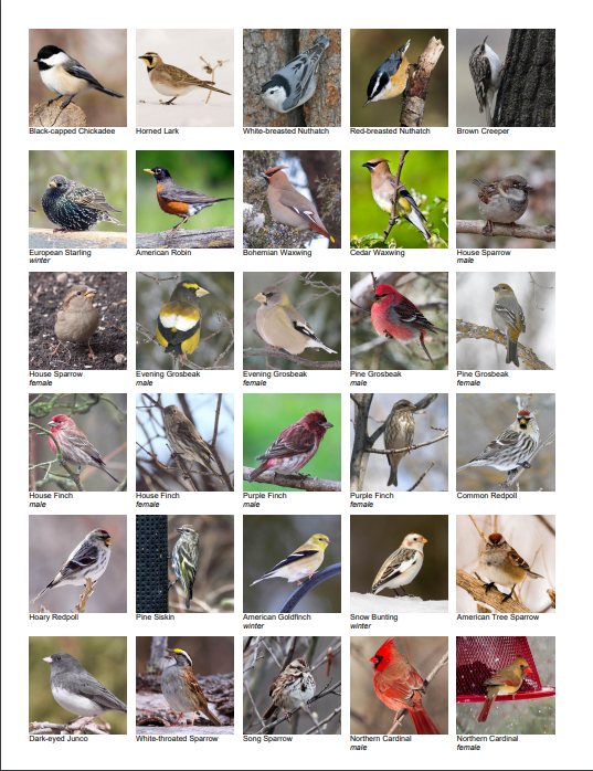 Bird Identification Chart Europe's Birds | Princeton University Press