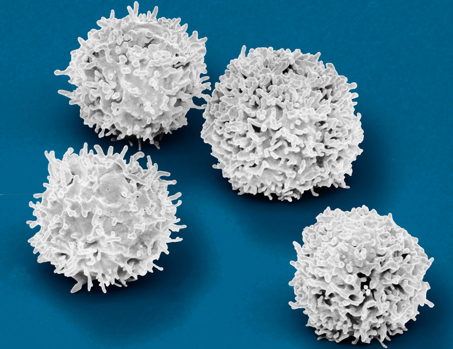 Helper T Cells Microscope