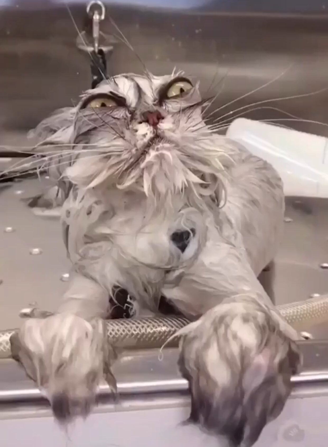 Sweaty Cat Meme Sweat Meme Sweat Discover & Share GIFs