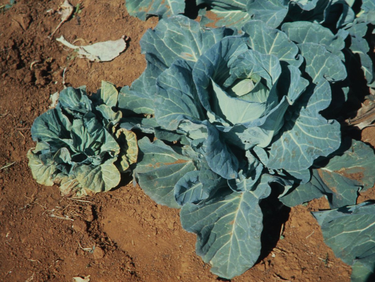 Meglee Farms's Threads – Thread Reader App