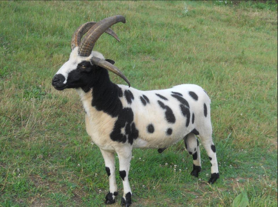 6 Horn Jacob Sheep