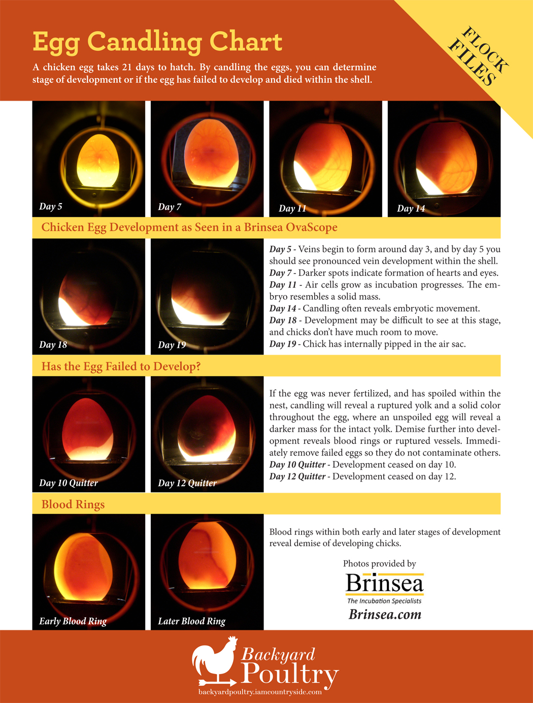Chicken Egg Hatching Stages
