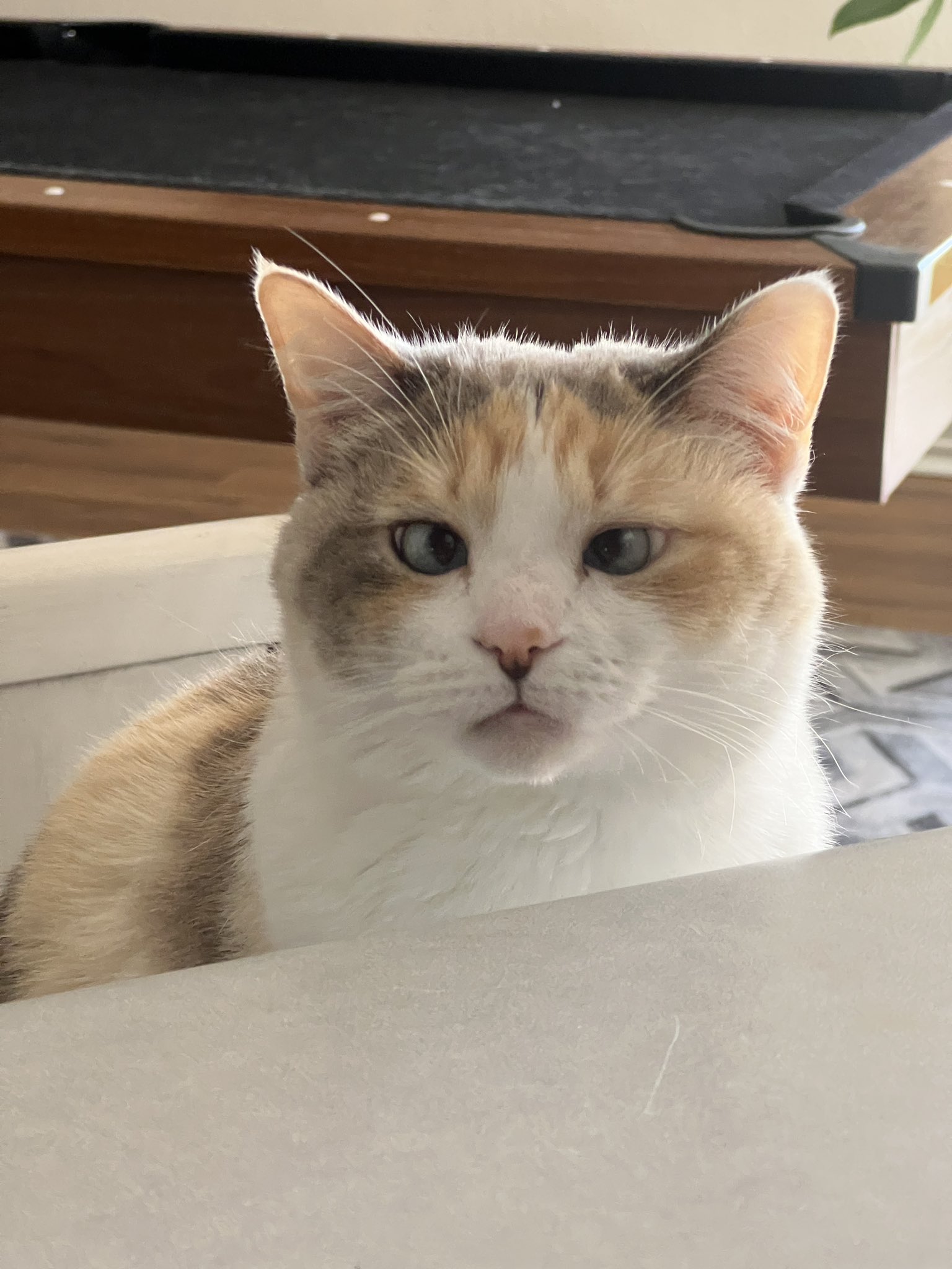 Cat Pie Memes Panko A. Cat's Mom On X: "Panko The Type Cat To Float