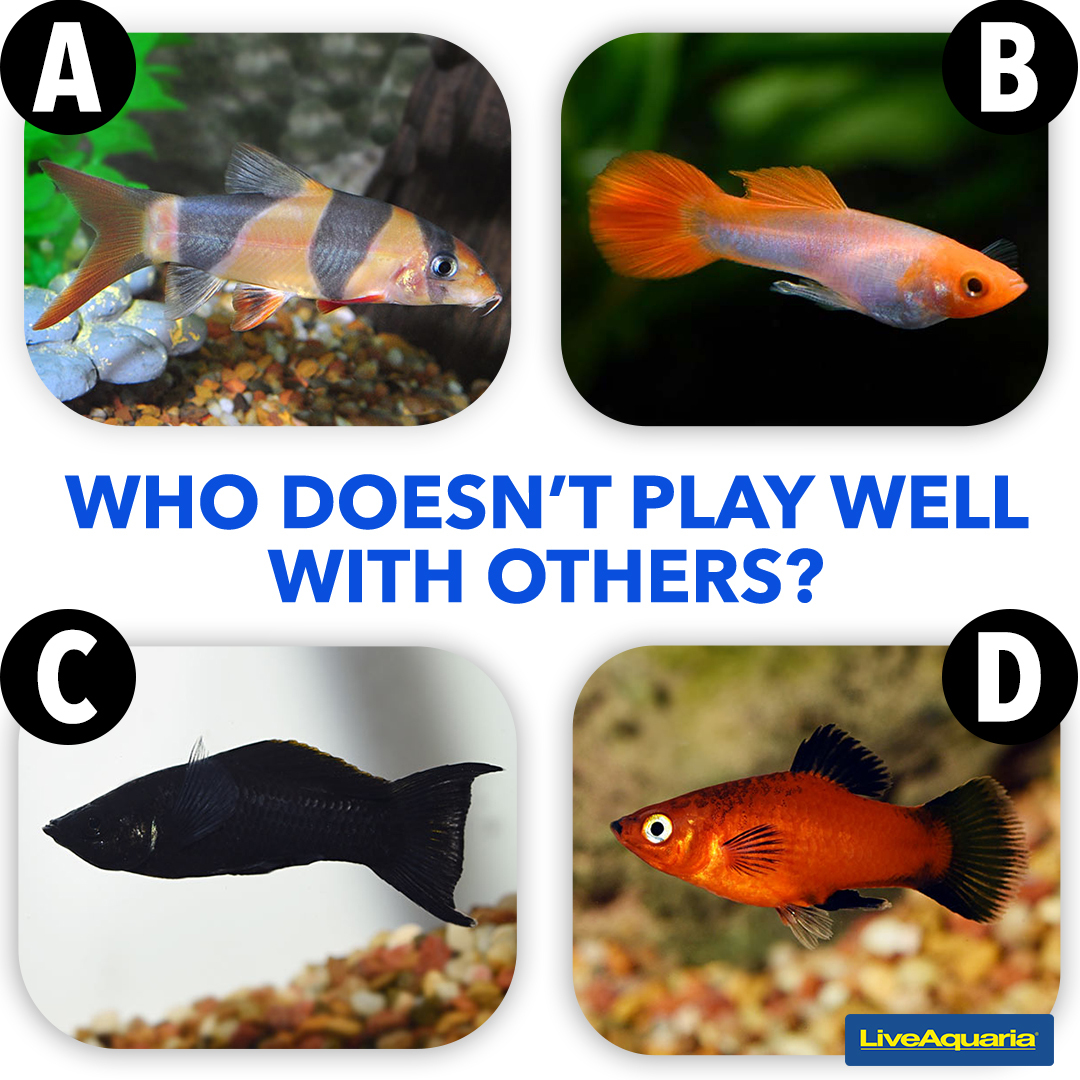 Aquarium Fish Compatibility Chart Cradle‐to‐Gate Environmental