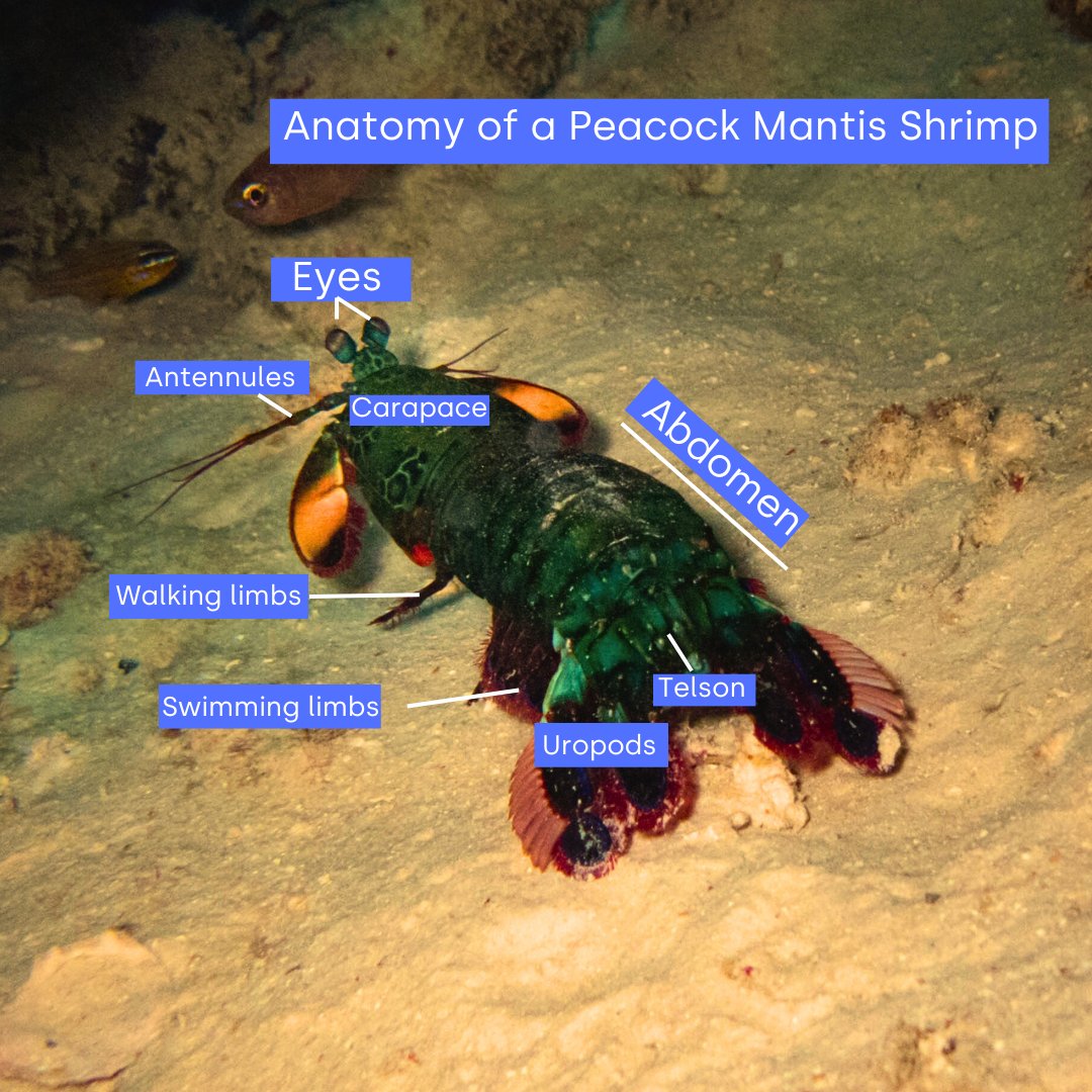 Mantis Shrimp Anatomy モンハナシャコ 🦐 Peacock Mantis