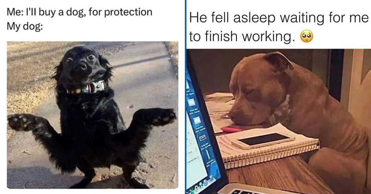 Dog Protection Memes