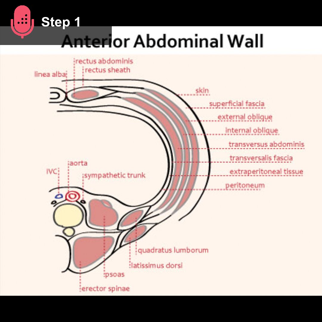 Extraperitoneal Fascia Abdomen