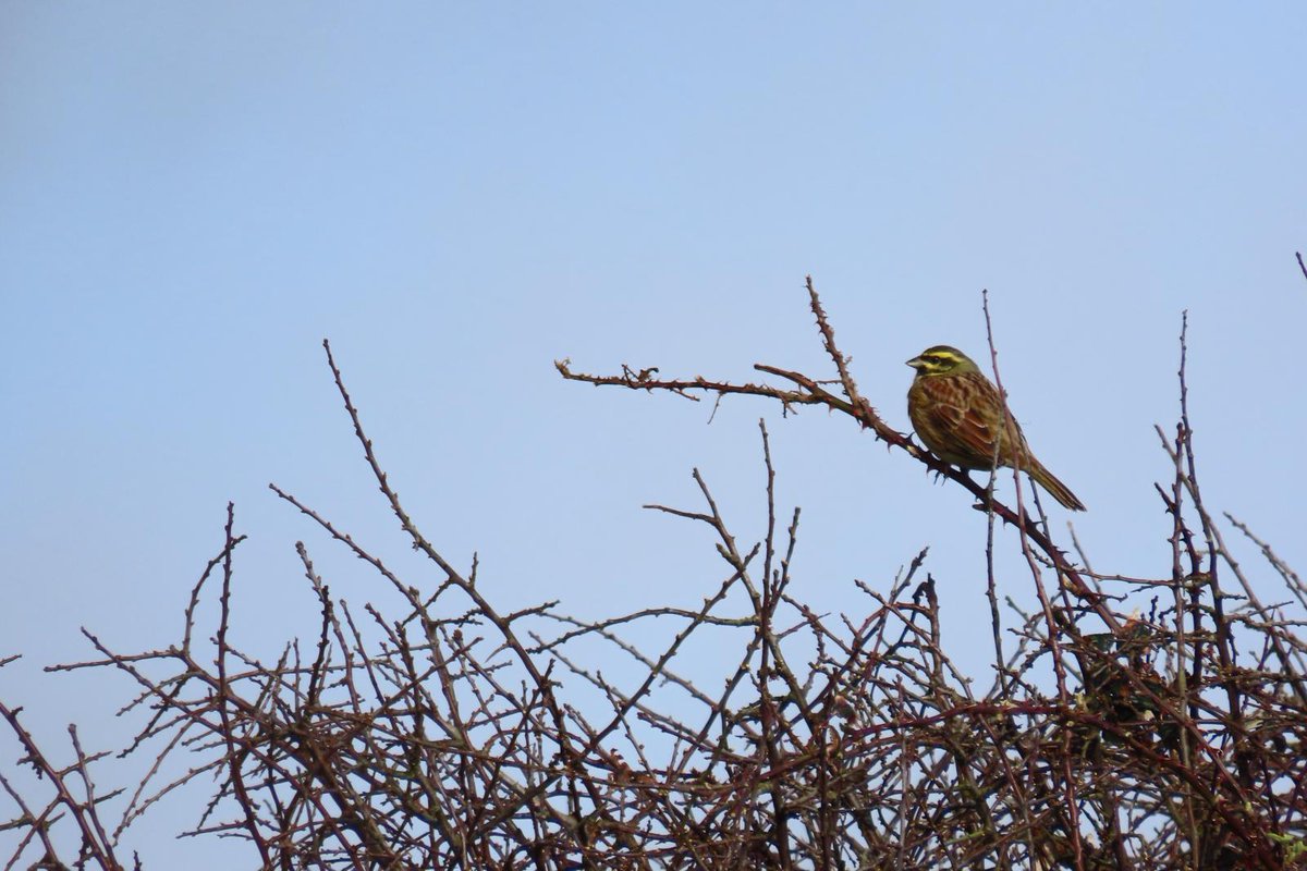 Gull ringing project on St George's Island, Looe - Cornwall Birds (CBWPS)