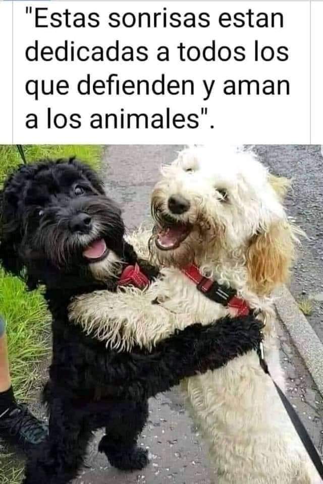 Feliz Martes Perro ¿Qué Siente Realmente Tu Perro Cuando Le Das Un