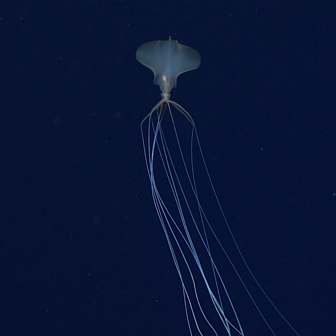 How Big Is A Deep Sea Squid