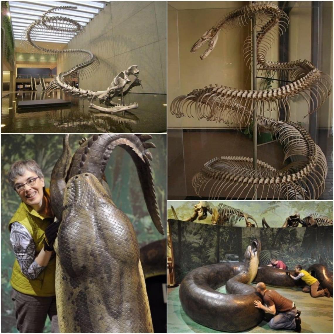 Fossil De Titanoboa Fossil Found In Kutch May Belong To Largest Snake