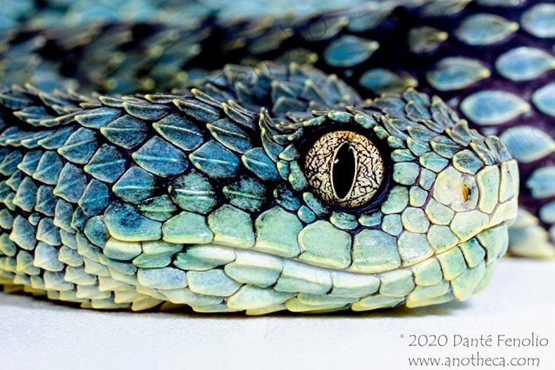 African Bush Viper Colors